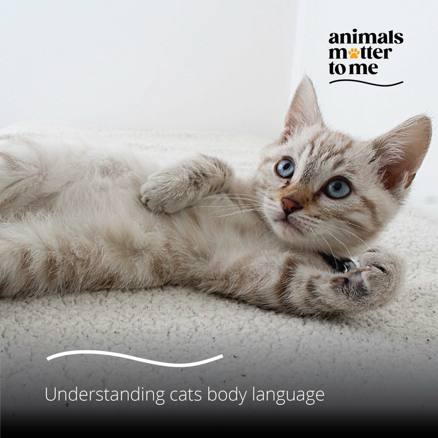 Understanding cats body language - Animal Matter To Me