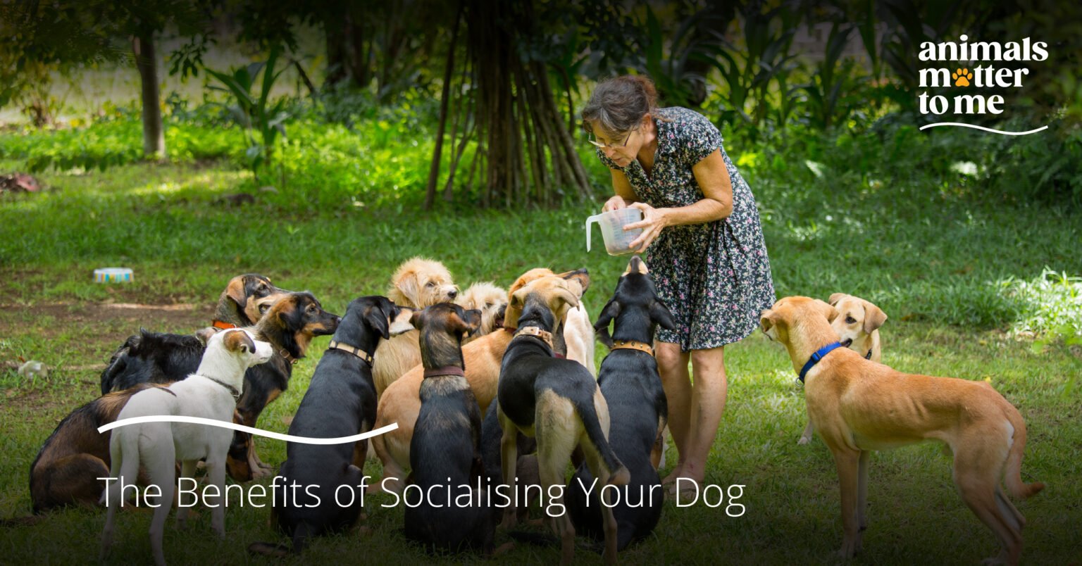 The Benefits of Socialising Your Dog - Animal Matter To Me