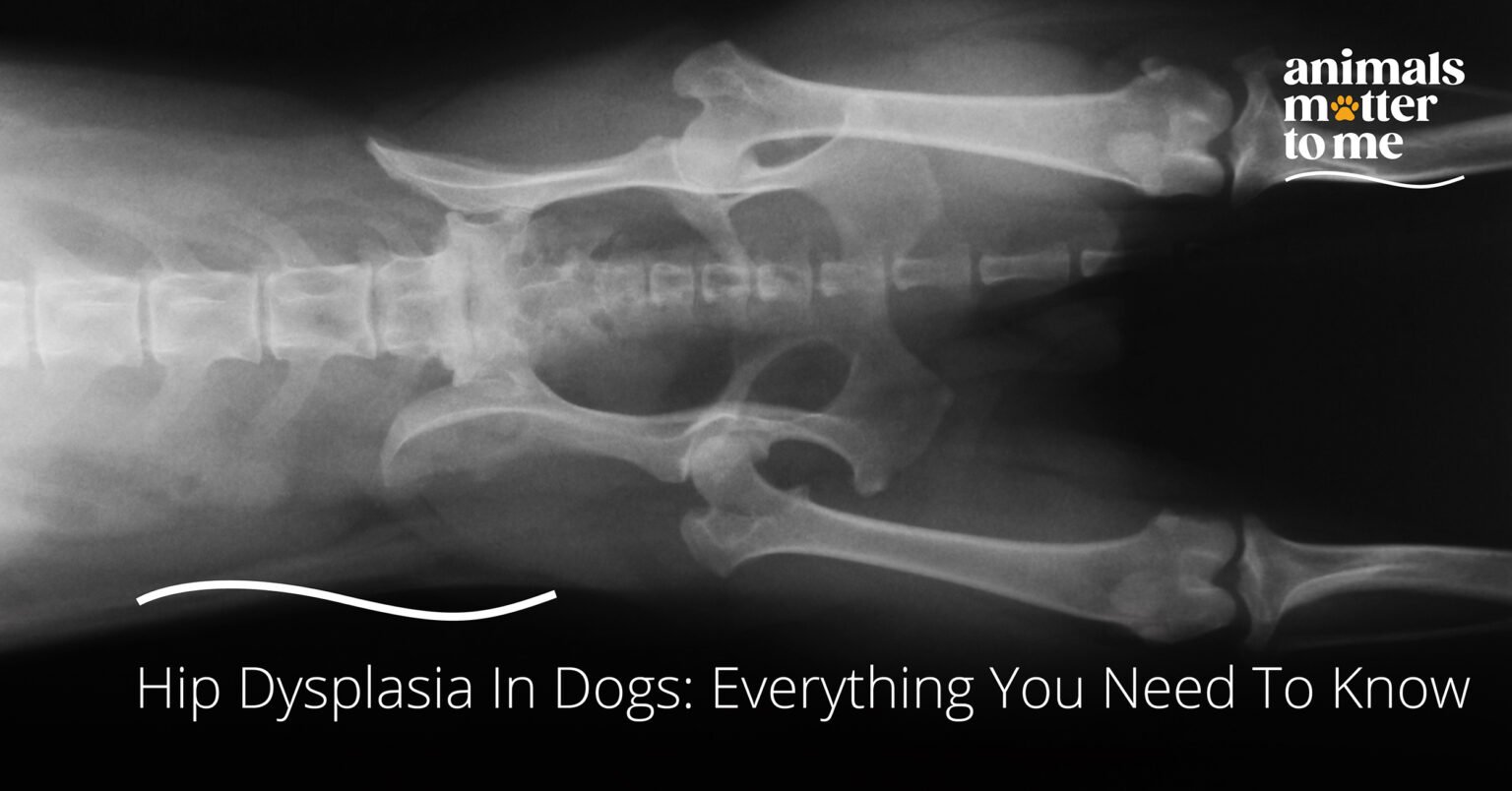 Hip Dysplasia In Dogs: Everything You Need To Know - Animal Matter To Me Hip Dysplasia In Dogs: Everything You Need To Know - Animal Matter To Me