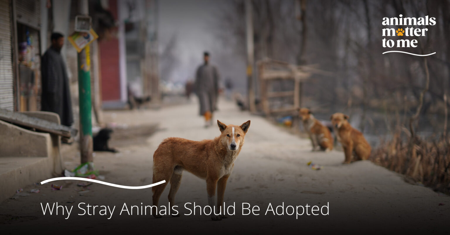 Sterilisation: Key to prevent overpopulation of stray animals - Animals ...