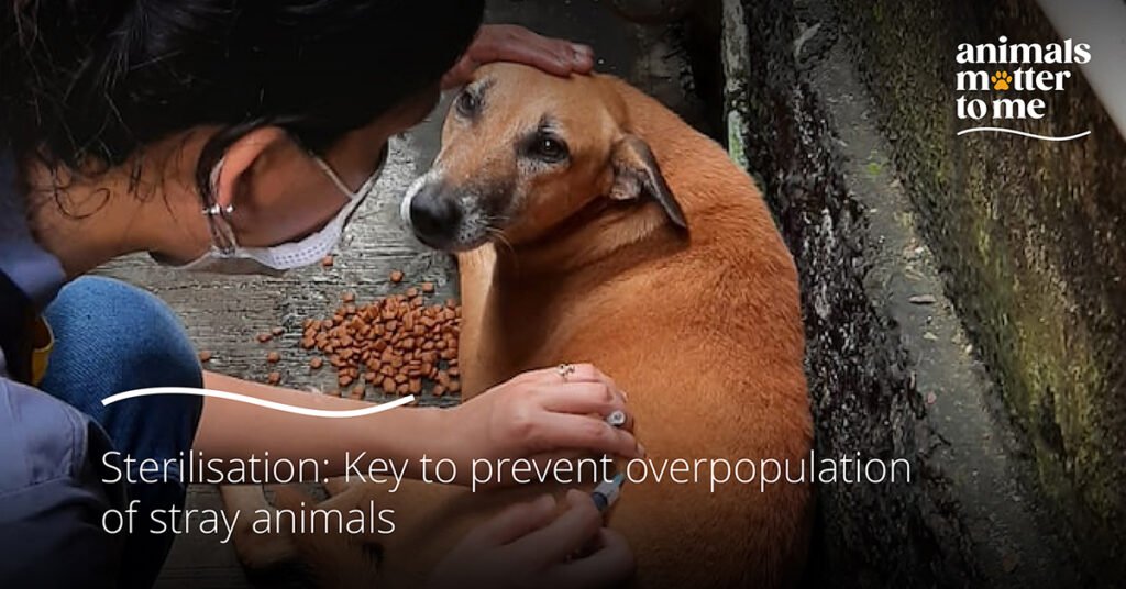 Sterilisation: Key to prevent overpopulation of stray animals - Animal ...