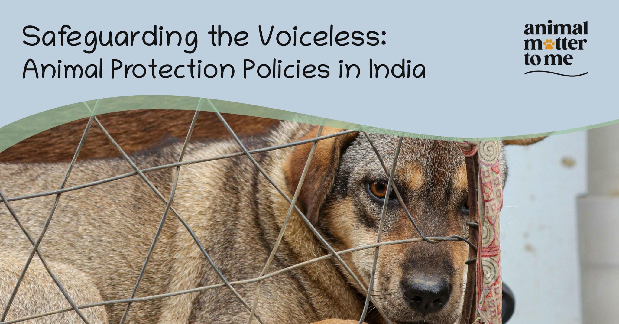 Safeguarding the Voiceless: Animal Protection in India