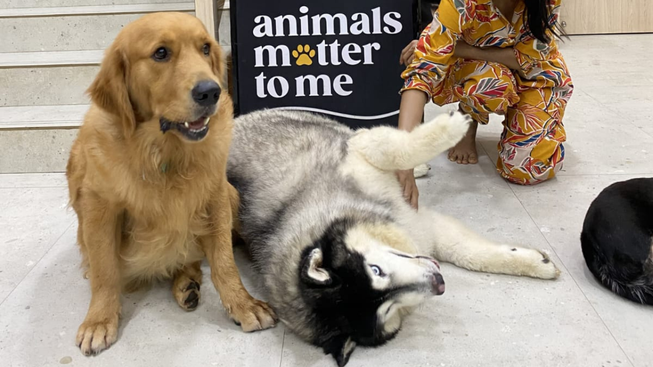 Animal Matter To Me