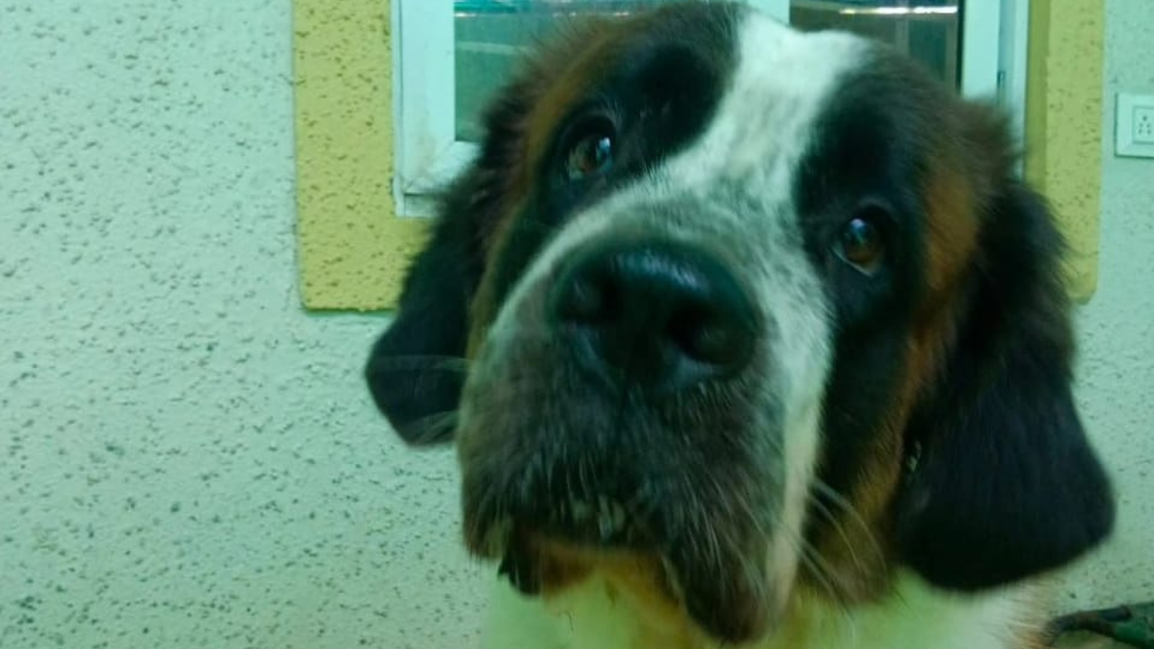 Recovered & Ready – Animal Matter To Me