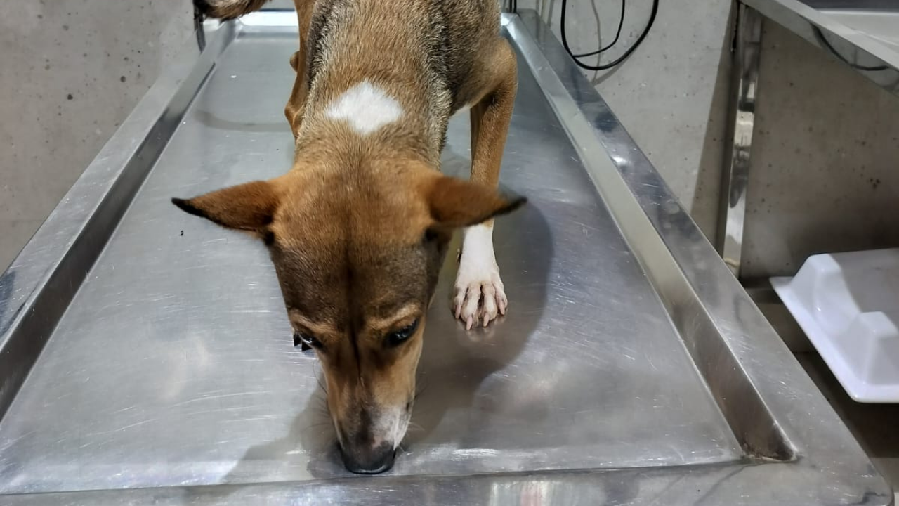 Recovered & Ready – Animal Matter To Me